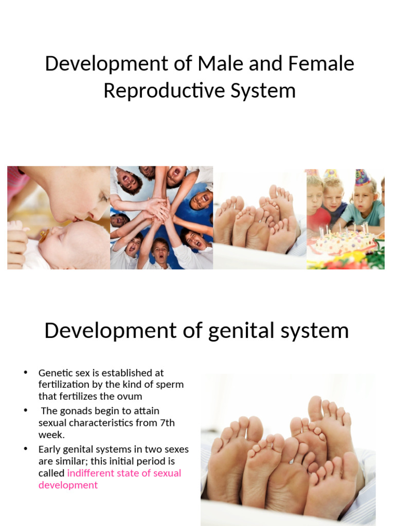 Genital Emb | PDF