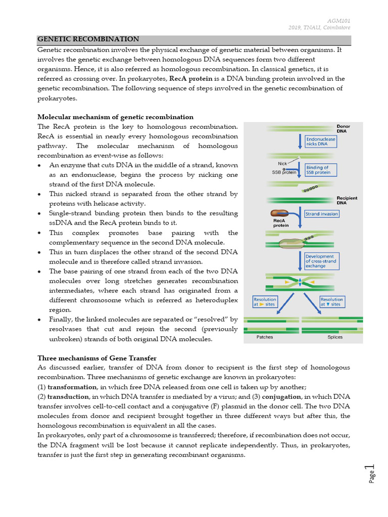 17 - Genetic Recombination | PDF