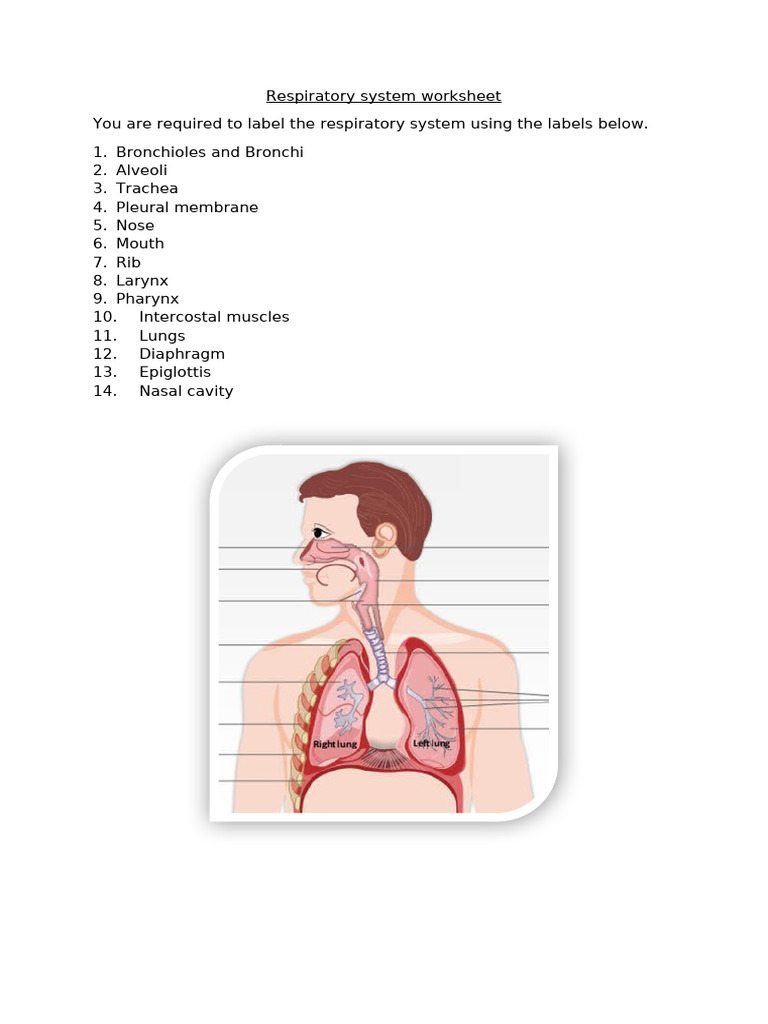 Label The Respiratory System | PDF