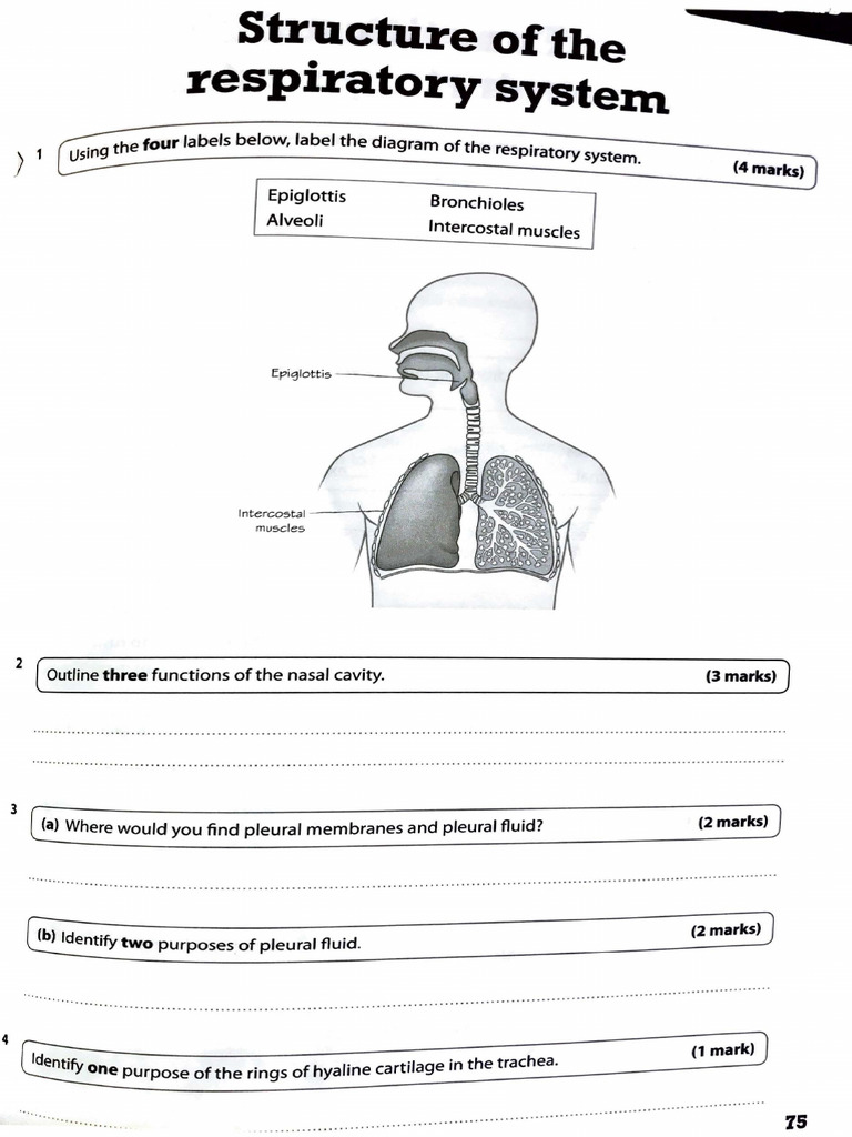 Respiratory Workbook Sheets | PDF