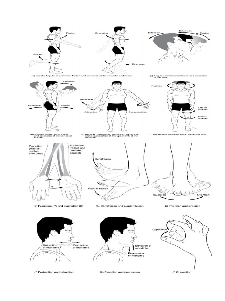 Types of Movements Worksheet | PDF