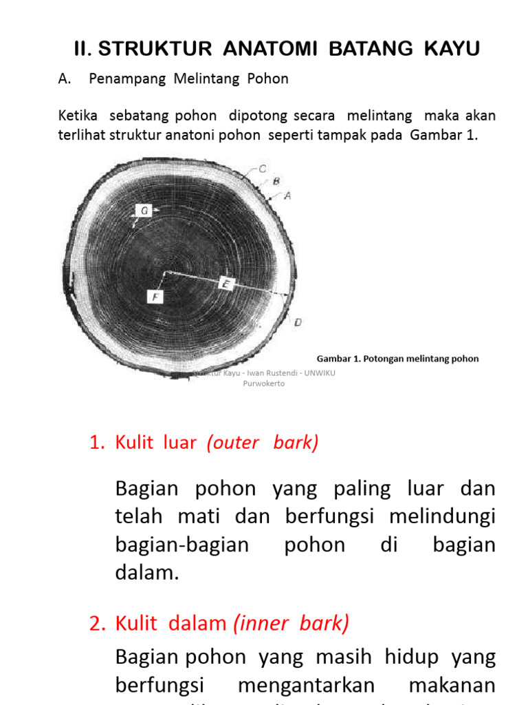 Bagian 3. Anatomi Batang Kayu | PDF