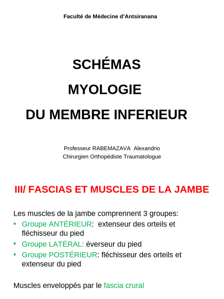 Schémas Myologie Jambe | PDF