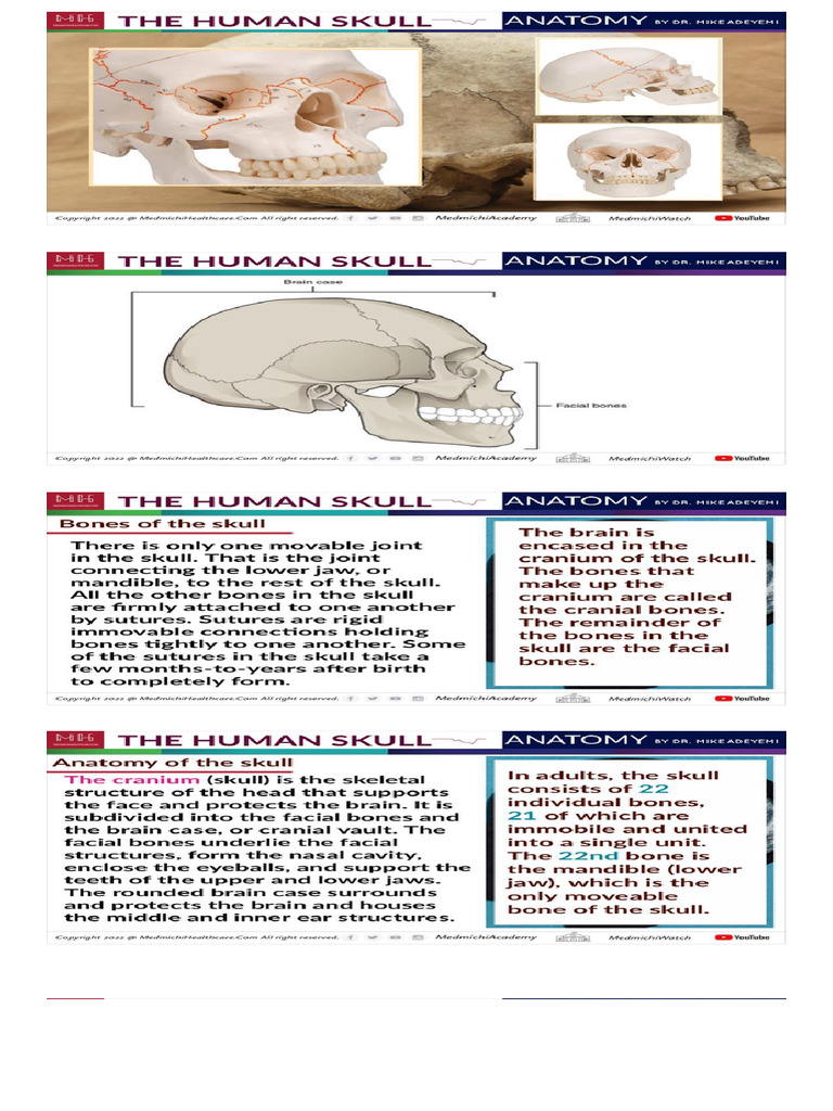 Skull Anatomy | PDF
