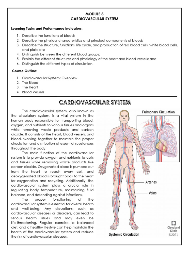 Cardiovascular System | PDF | Artery | Wellness