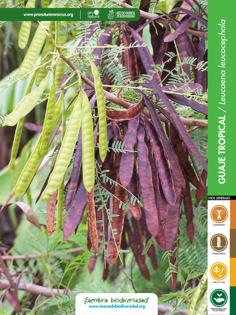 Guaje Tropical: Características y Usos | PDF