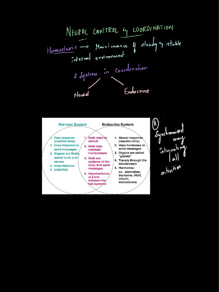 Neural Control and Coordination | PDF