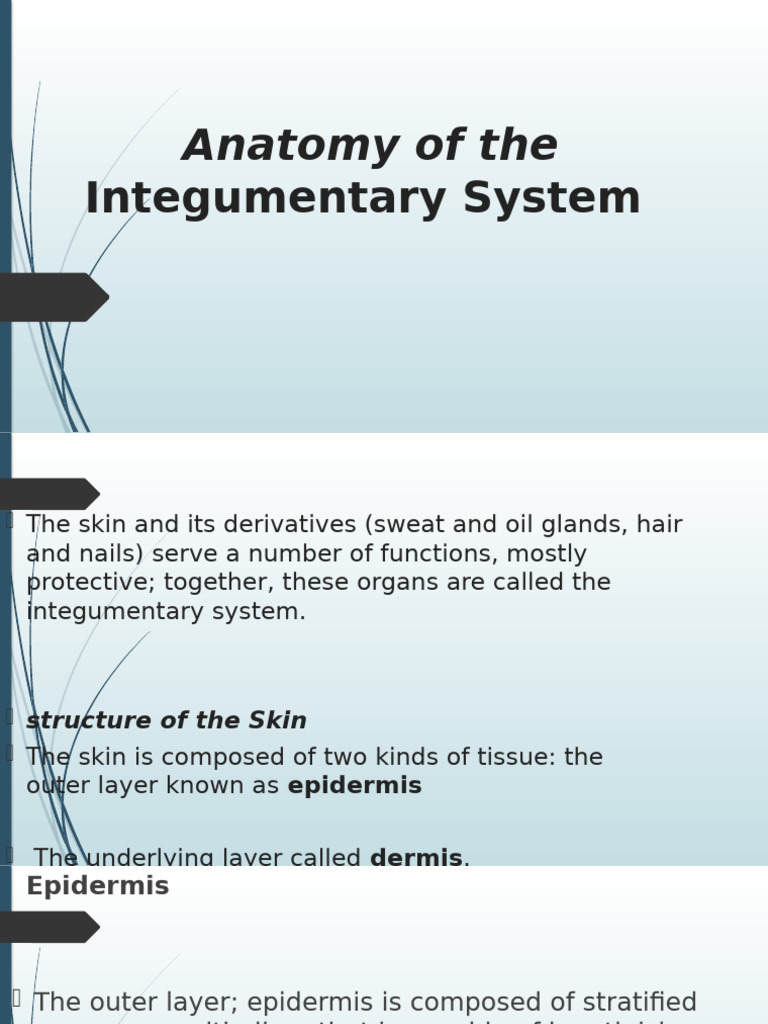 Anatomy of Integumentary System | PDF | Epidermis | Skin