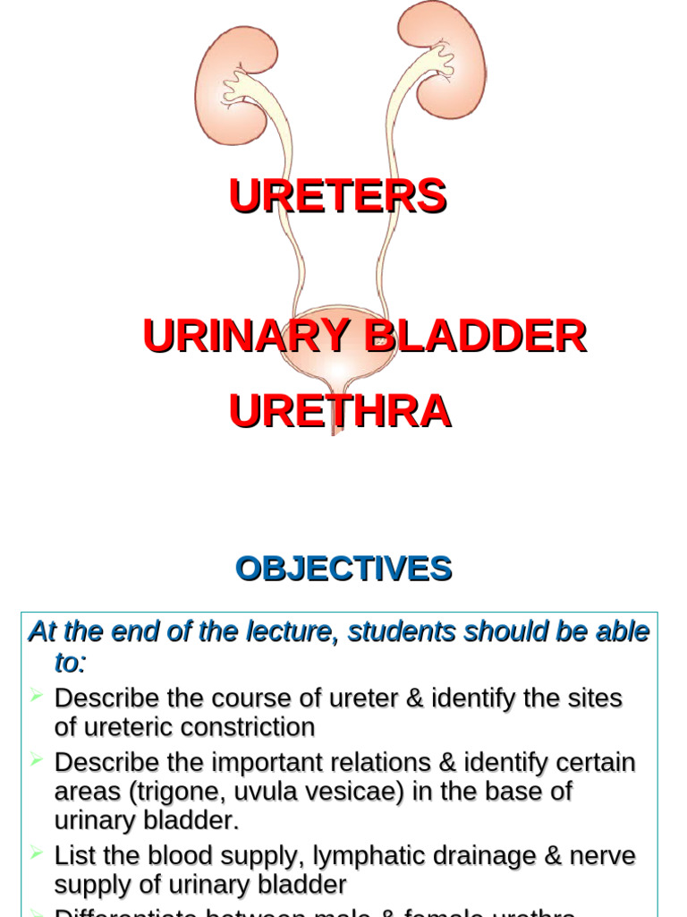 Lecture 2 - Anatomy of Ureter, Urinary Bladder & Urethra | PDF ...