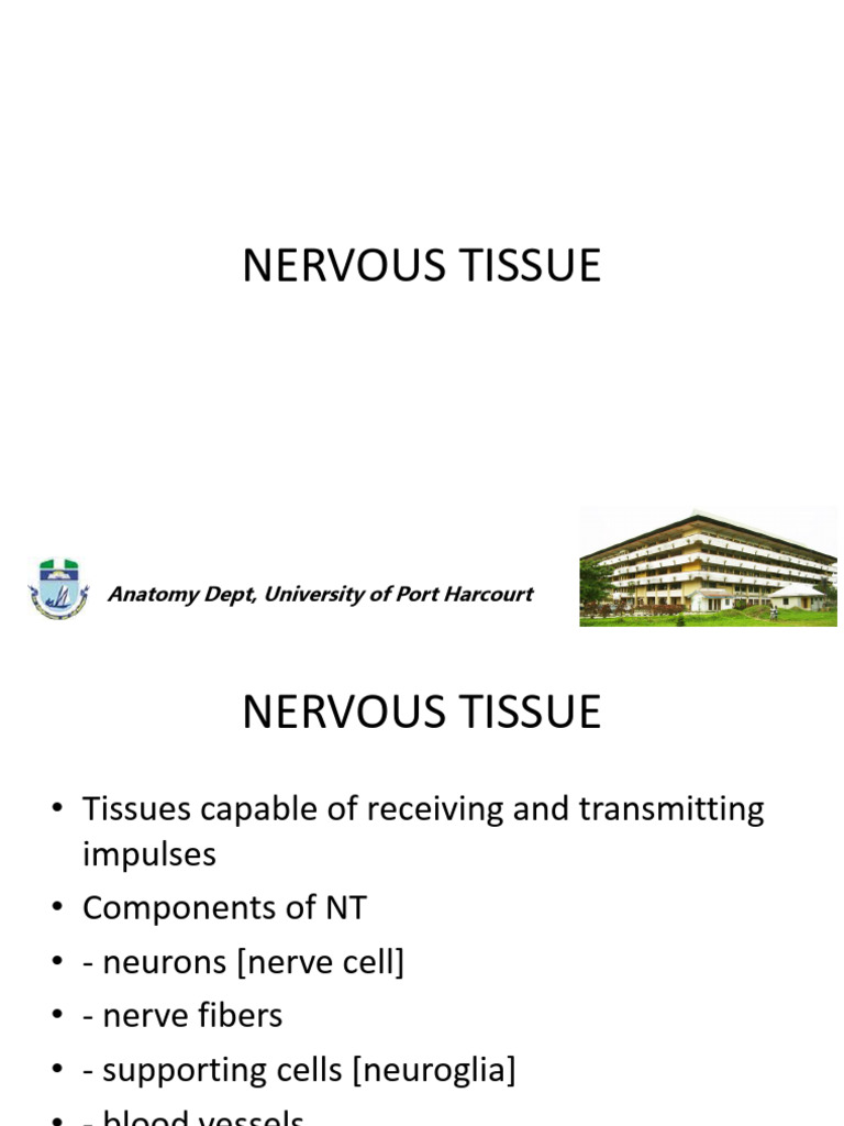 Histology Lecture - Nervous Tissue | PDF | Axon | Neuron