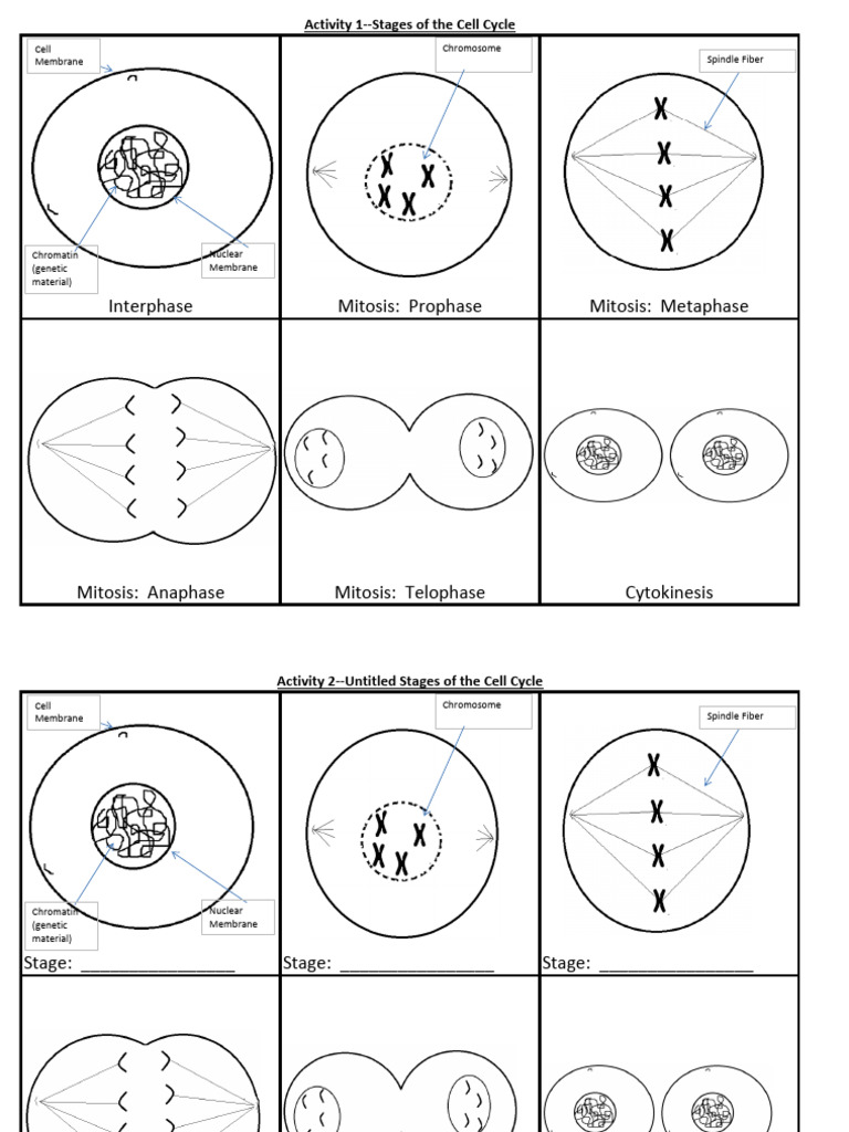 Interphase Mitosis: Prophase Mitosis: Metaphase: Cell Membrane ...