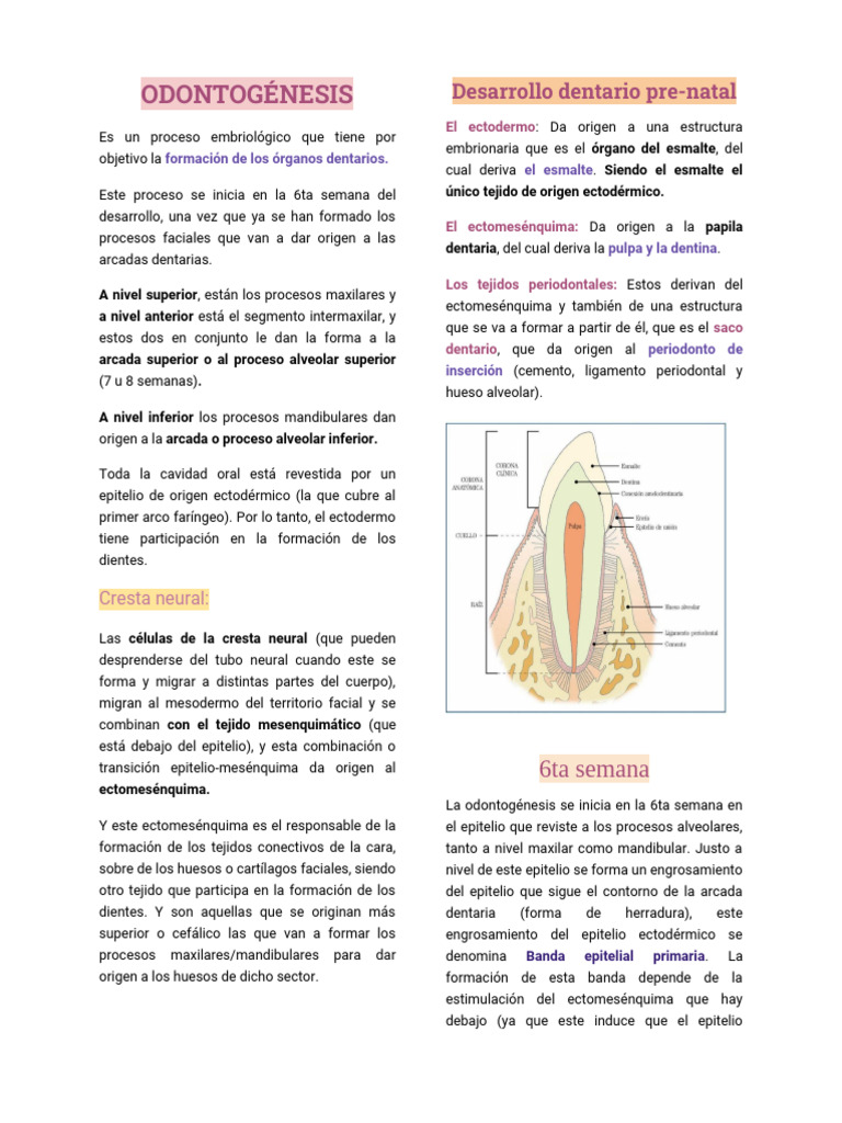 ODONTOGÉNESIS | PDF