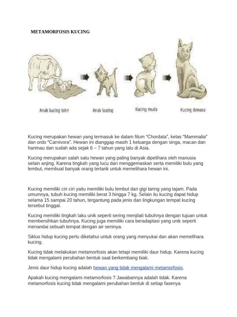 METAMORFOSIS KUCING | PDF