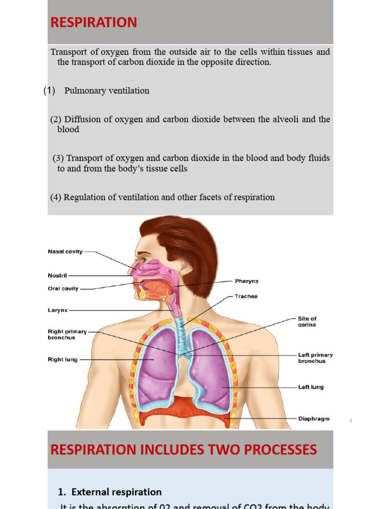 RESPIRATION | PDF