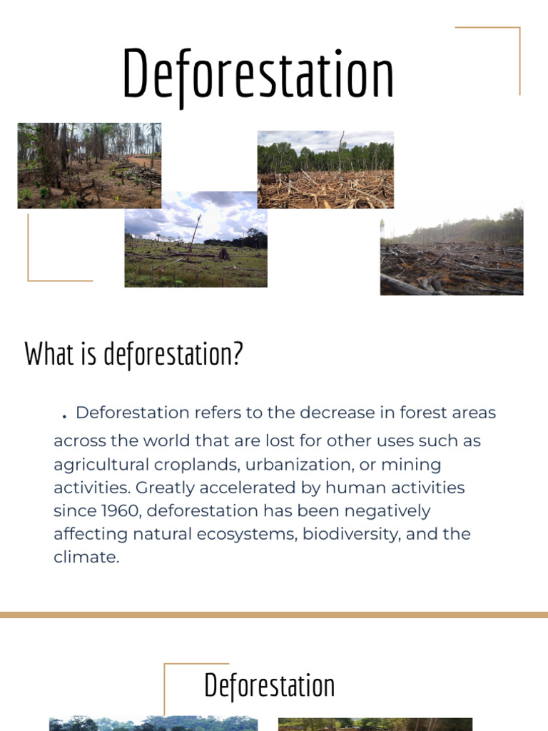 What Is Deforestation | PDF