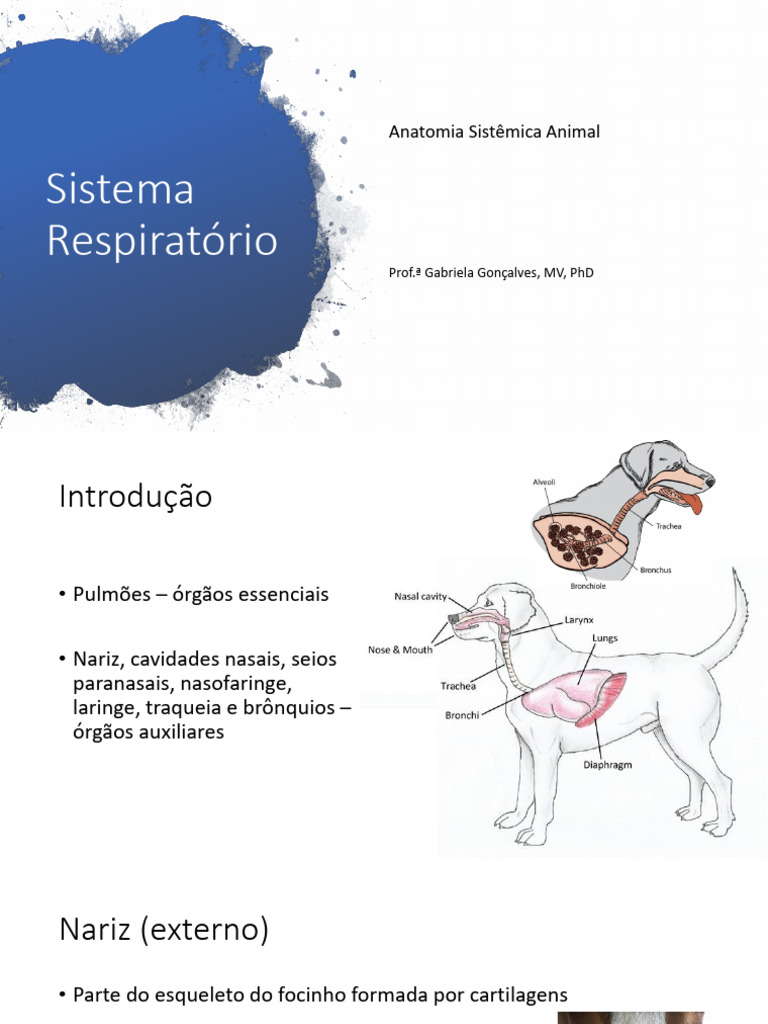 Sistema Respirat Rio Est Cio-3 | PDF