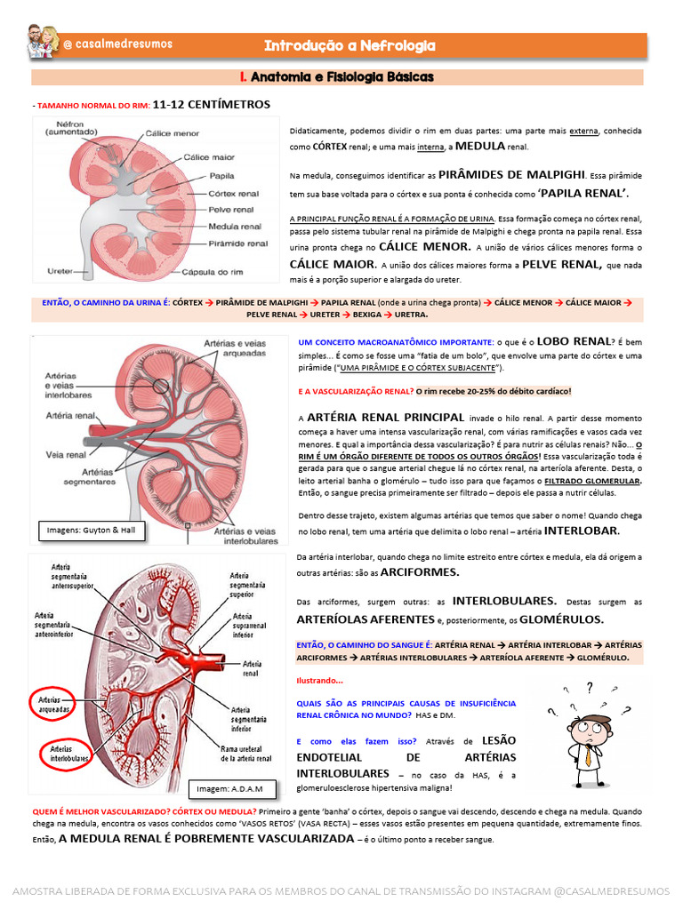 Introdução e Doenças Do Glomérulo | PDF