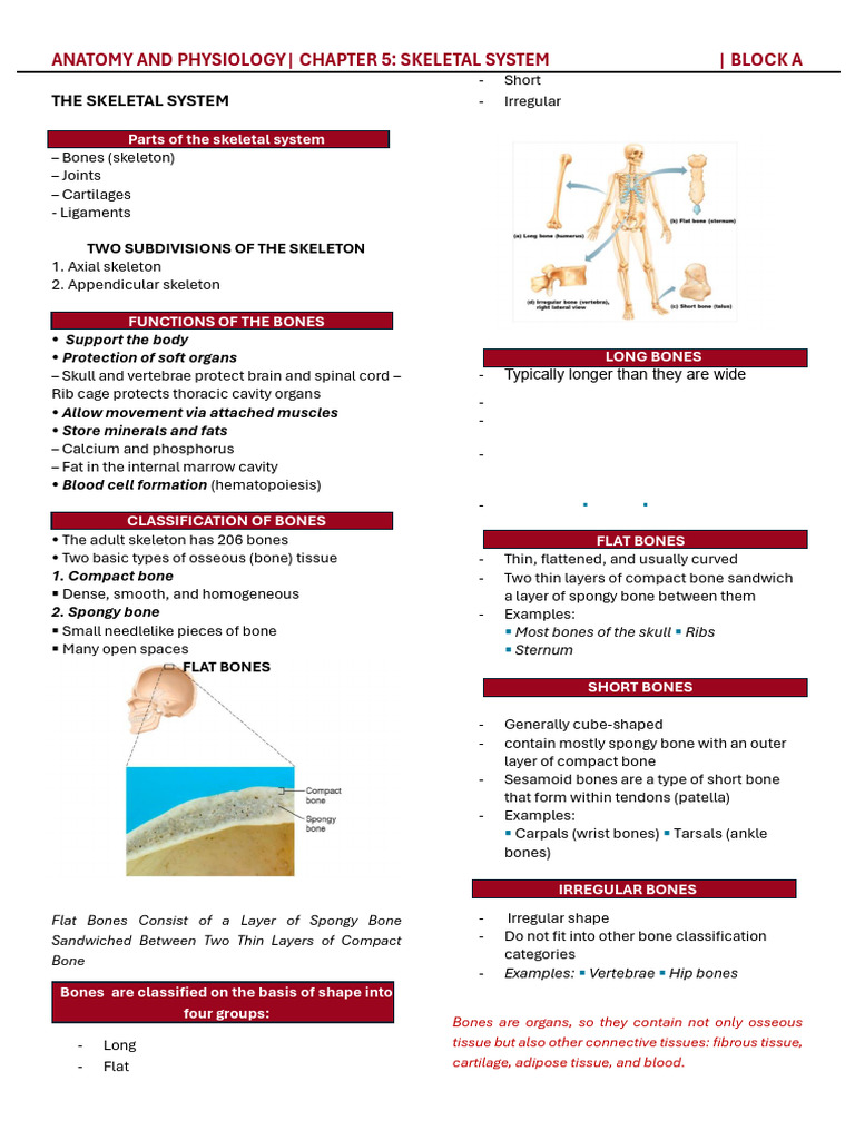 The Skeletal System | PDF
