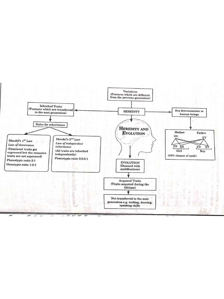 CH - 4 Heredity | PDF