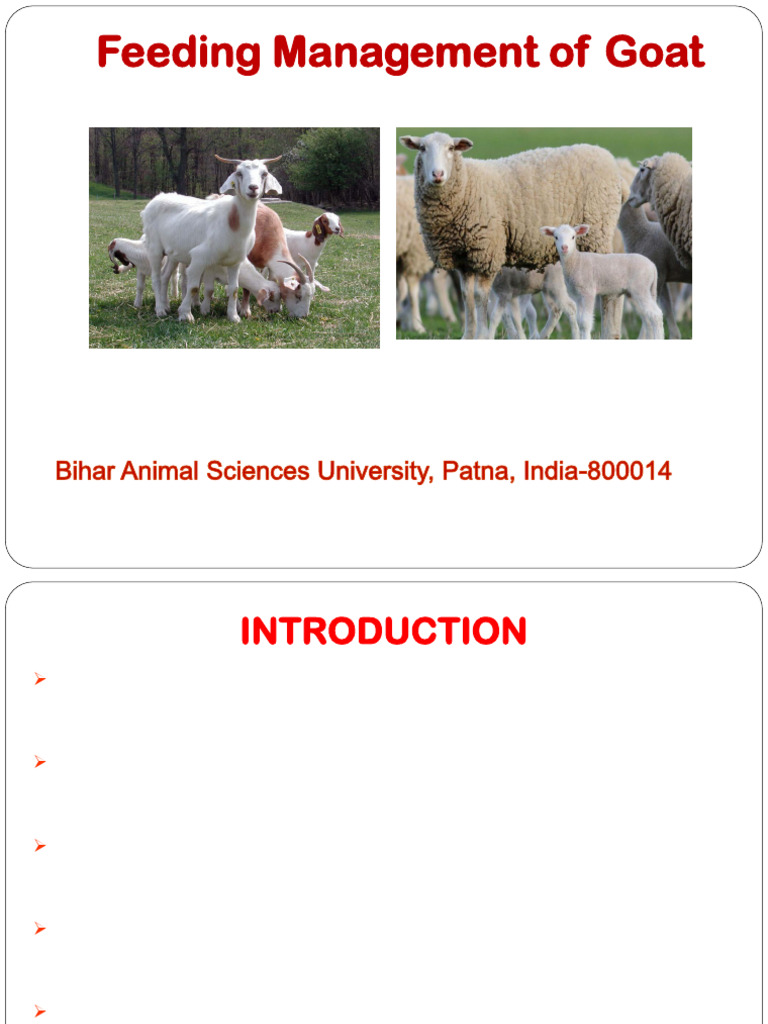 Goat Feeding | PDF | Goat | Wellness