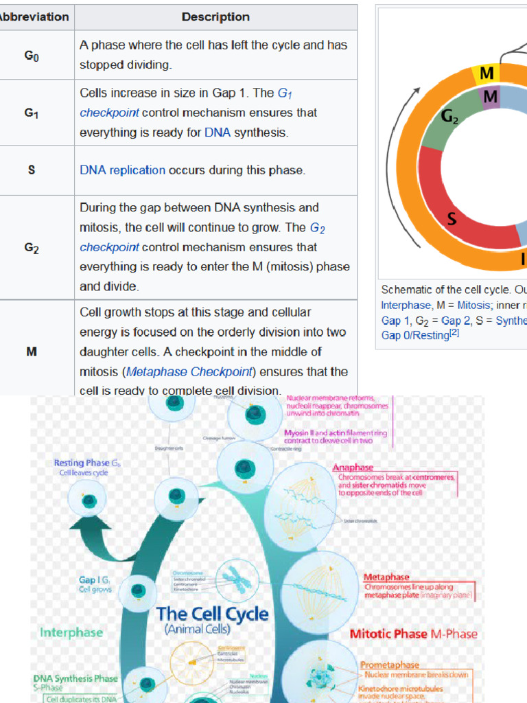 Cell Cycle | PDF