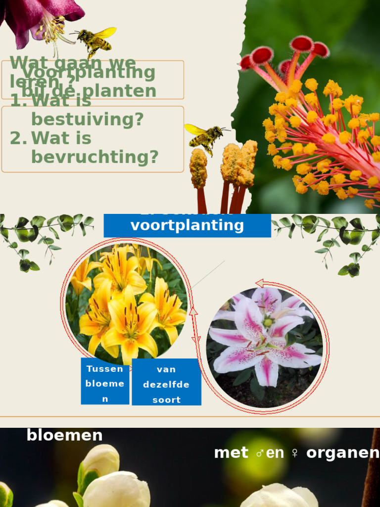 Voortplanting Bij de Planten (Automatisch Opgeslagen) | PDF
