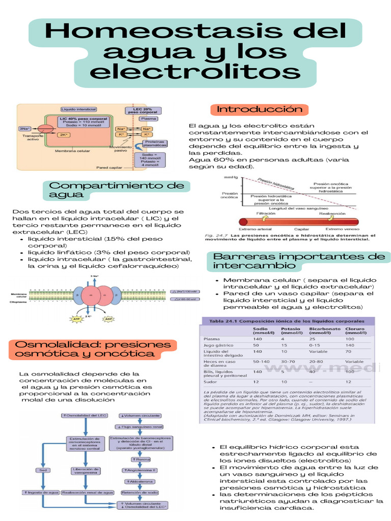 Infografía Homeostasis | PDF