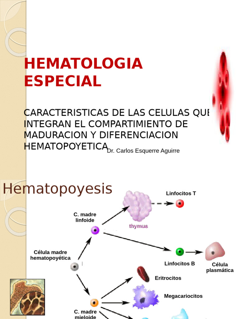 Hematopoyesis Pdf