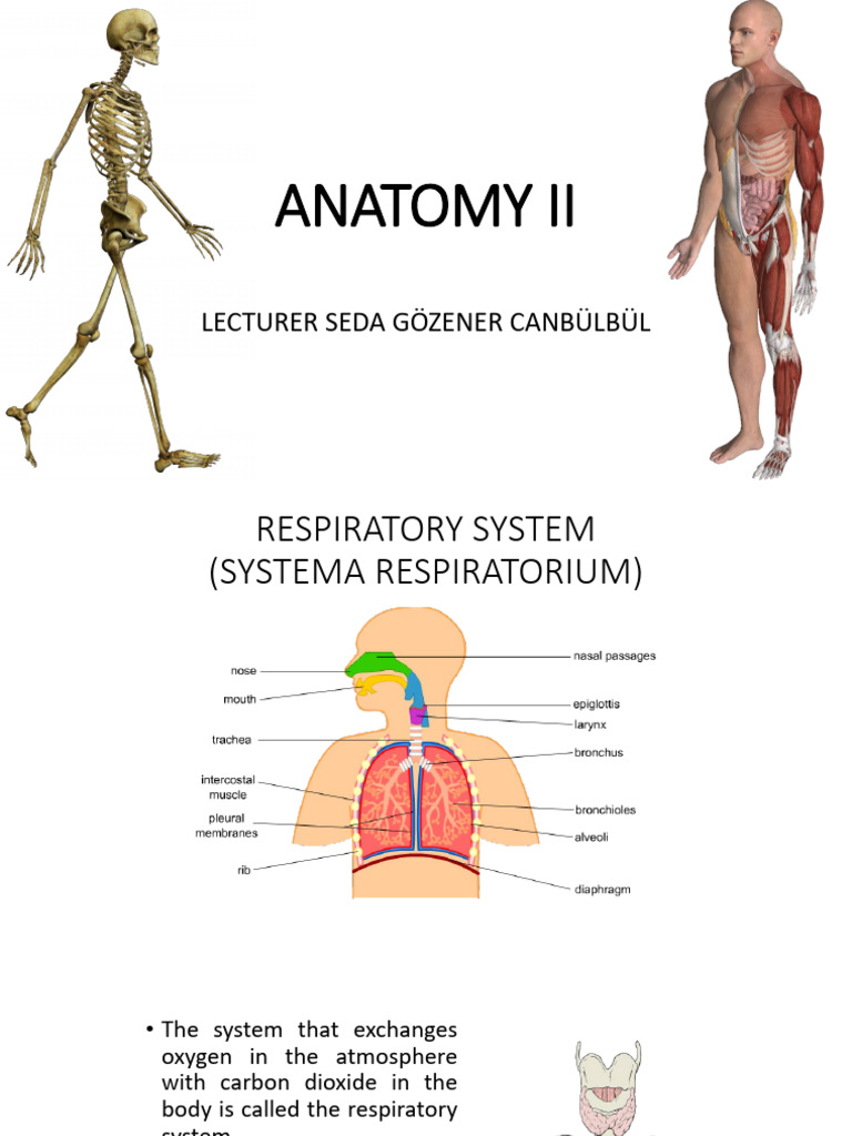 Respiratory System Anatomy | PDF | Human Nose | Social Science