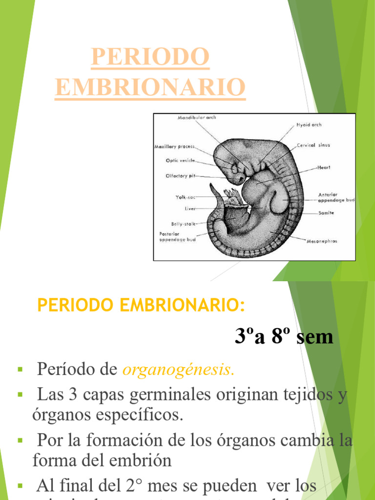 Periodo Embrionario y Fetal | PDF | Placenta | Ciencia y matemáticas
