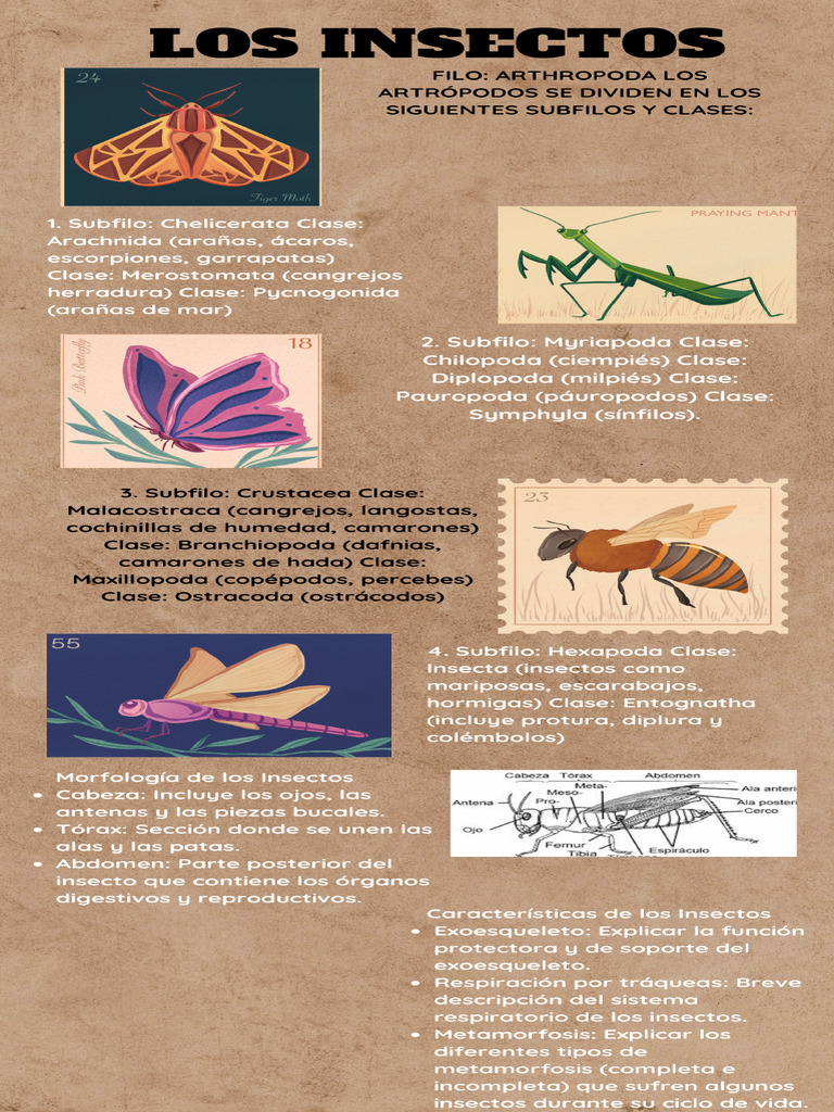 Infografía Insectos y Naturaleza Craft Beige | PDF