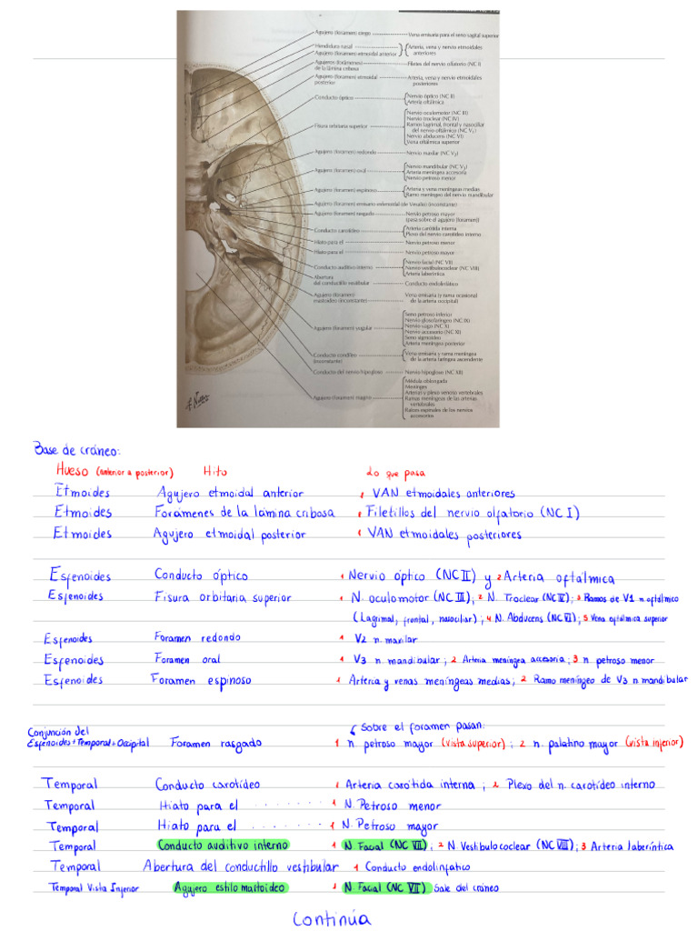 Control 1 Anato II | PDF