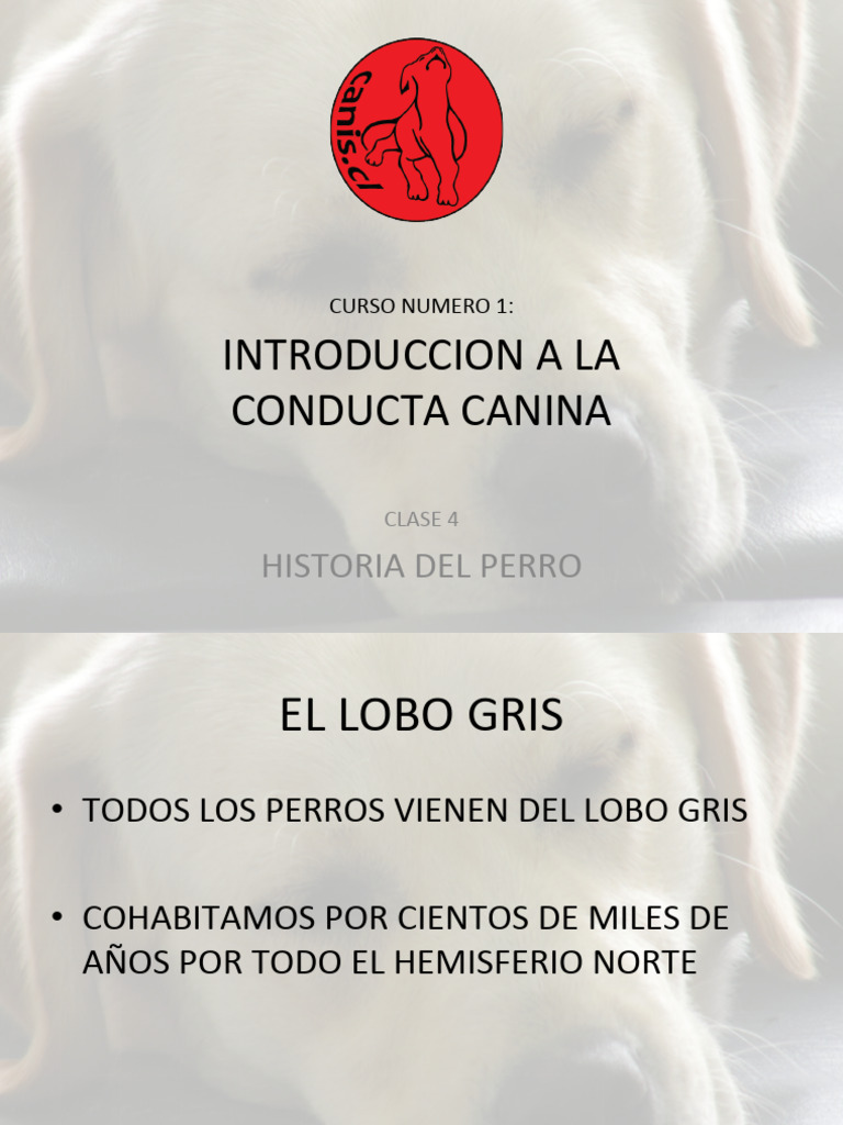 Curso1 Clase4 Historia Del Perro | PDF | Perros | Razas de perros