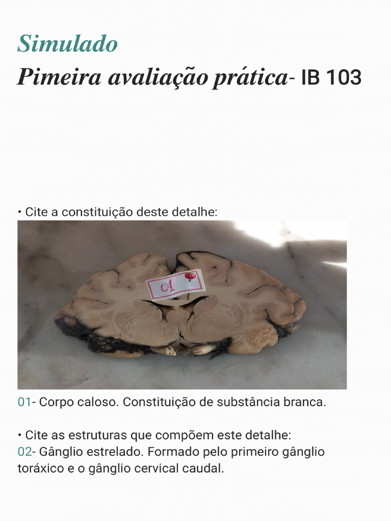 Gabarito - Simulado p1 Anato II - 240705 - 134628 | PDF