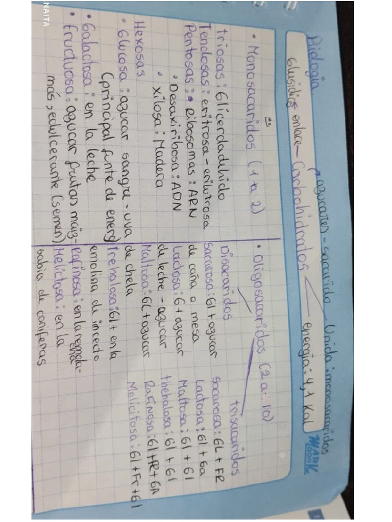 Apuntes De Anatomia Pdf