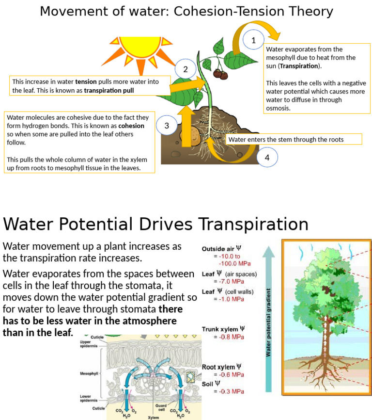 Movement of Water | PDF