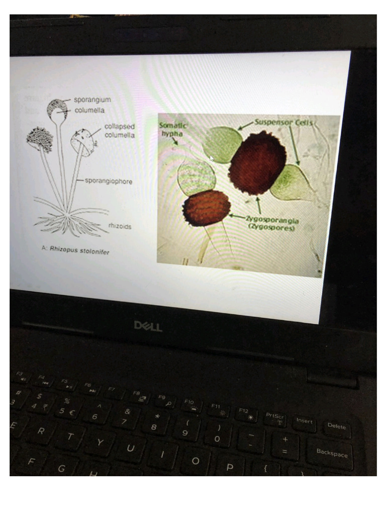 Rhizopus Practical Pdf 3641