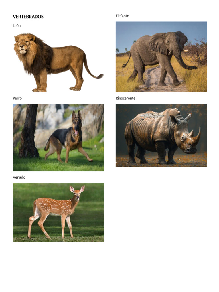 5 Animales Vertebrados, Invertebrados, Vivíparos, Ovíparos, Carnívoros ...