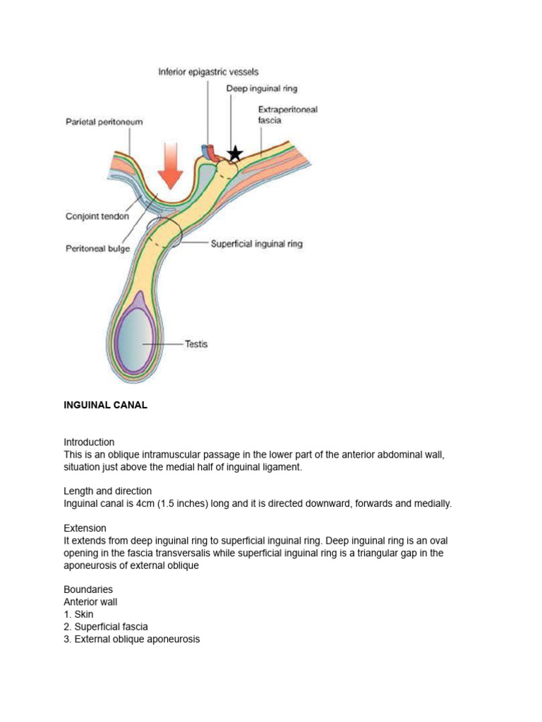 Inguinal Canal | PDF