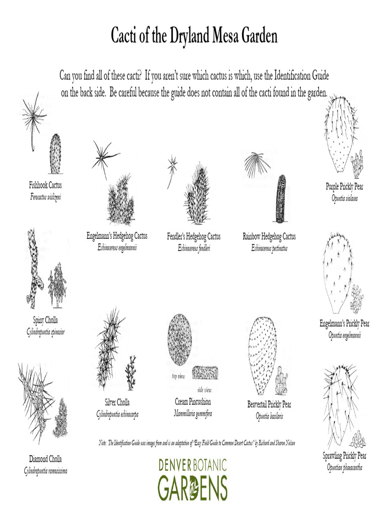 Cacti Identification - Denver Botanic Gardens | PDF