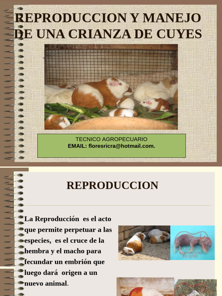 Reproduccion y Manejo de Una Crianza de Cuyes-Exposicion | PDF