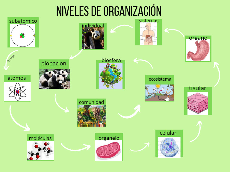 Niveles de Organizacion | PDF