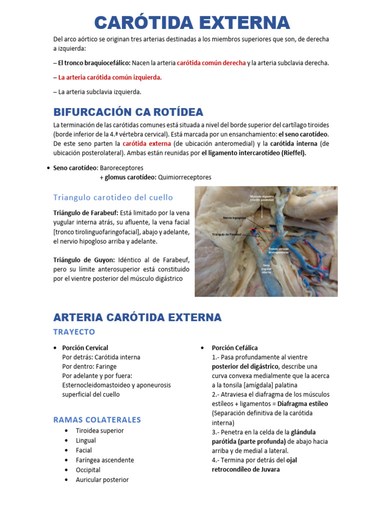 Carótida Externa | PDF