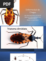 Triatominos: Vectores de Chagas | PDF | Biología