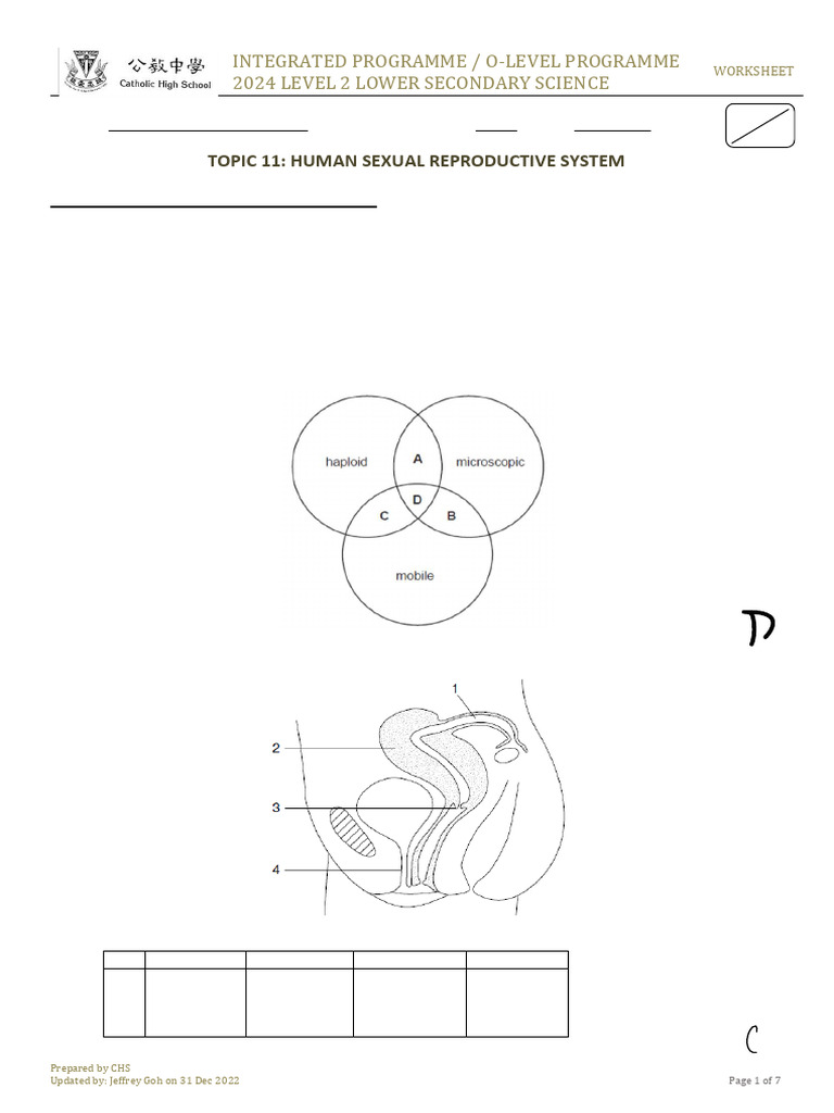 2024 CHS LSS L2 Worksheet11 Human Sexual Reproductive System | PDF
