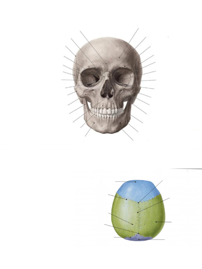 Anatomia 2 | PDF