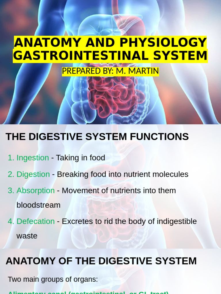 Digestive System Anatomy & Functions | PDF | Stomach | Digestion