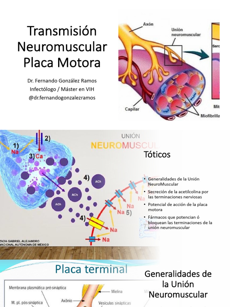 Transmisión Neuromuscular Placa Motora | PDF