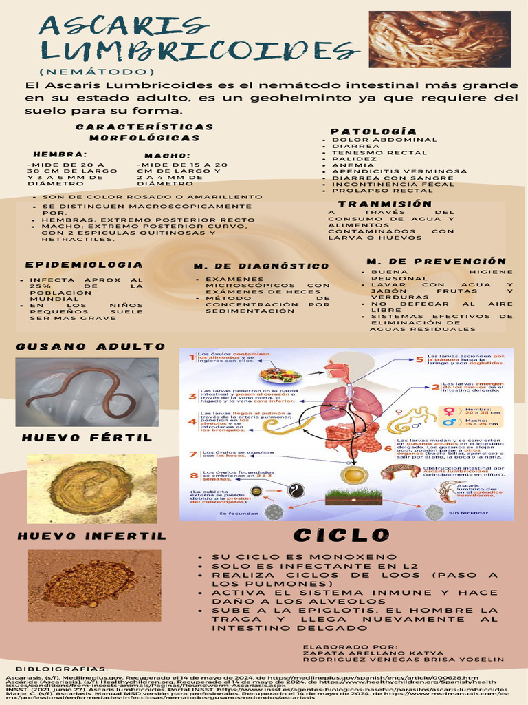 Infografia Ascaris Lumbricoides | PDF