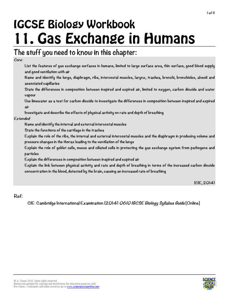Gas Exchange in Humans | PDF